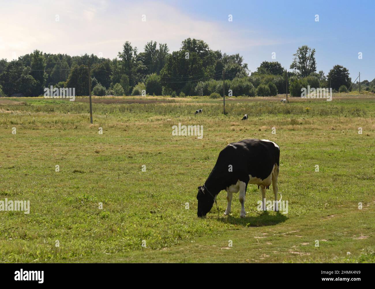 Cow graze on a field with green grass. Farm field where a cows grazes eating green grass to make ...