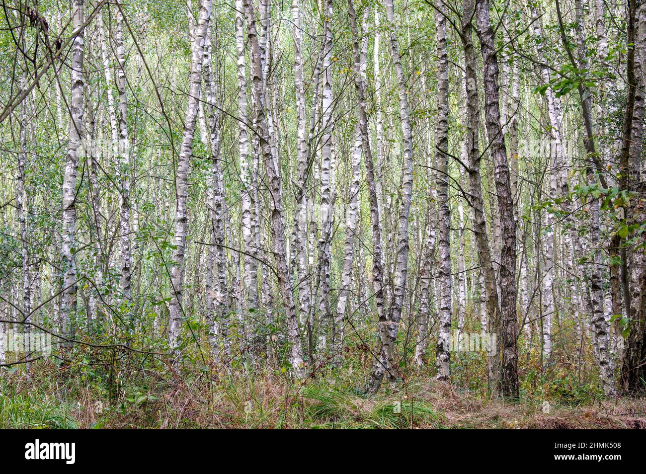 A young, birch grove in spring. Light green leaves on the branches. The ...