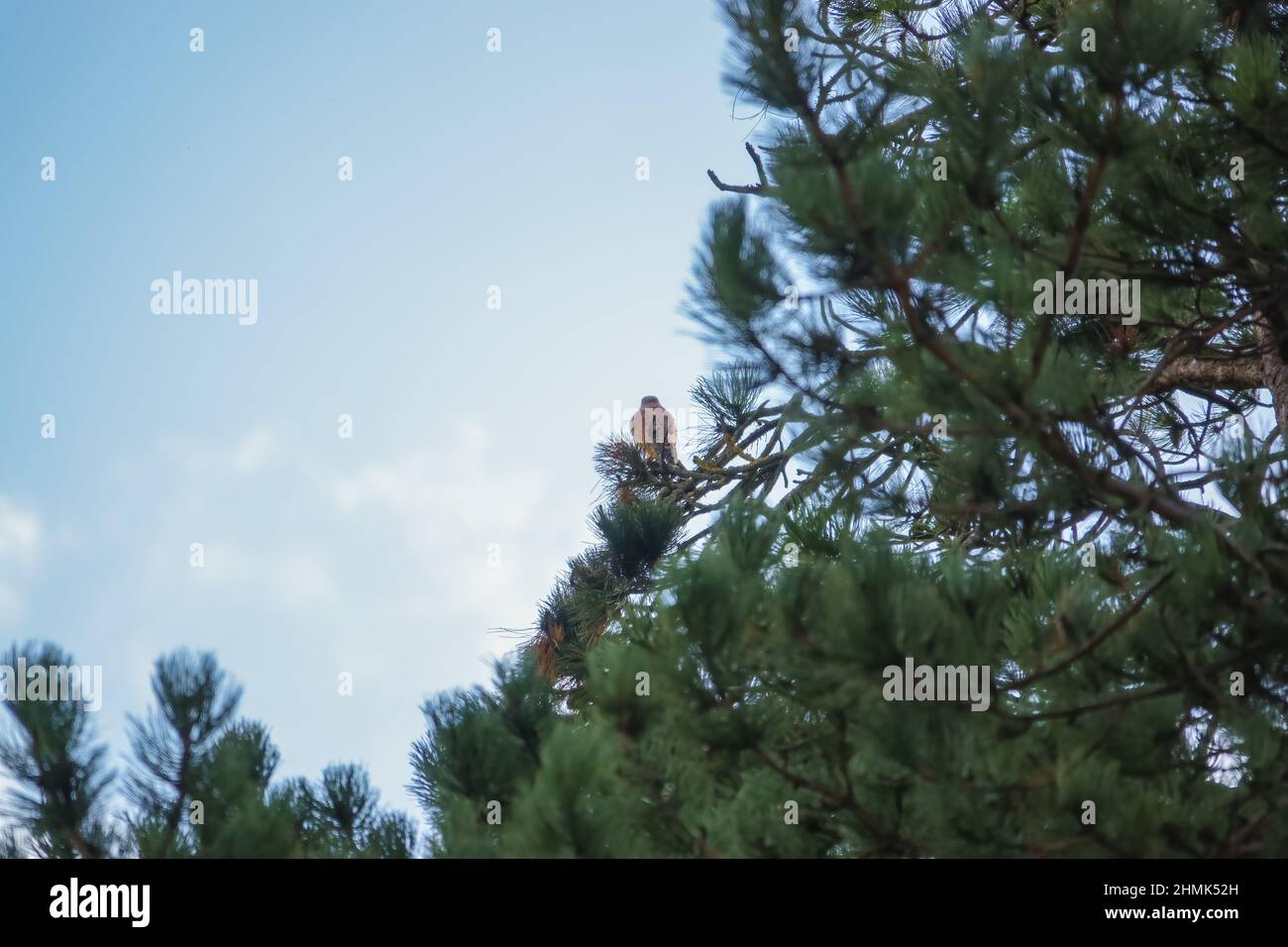 a wild adult kestrel (Falco tinnunculus) bird of prey raptor perches ...