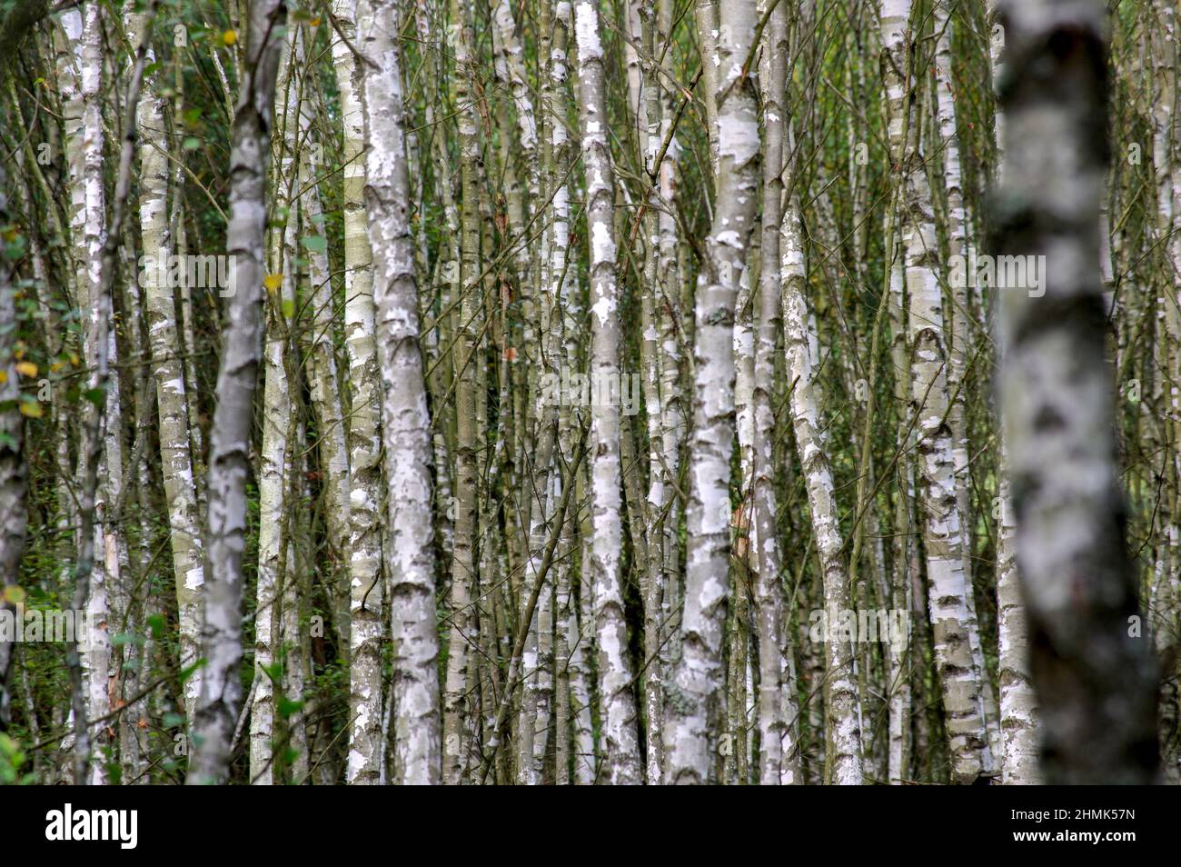 A young, birch grove in spring. Light green leaves on the branches. The ...