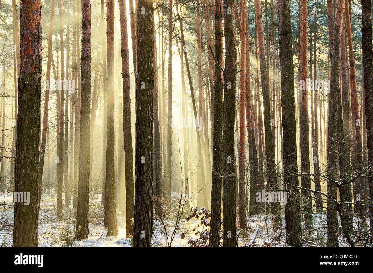 Pine forest on a foggy sunny morning. The sun breaking through the fog ...