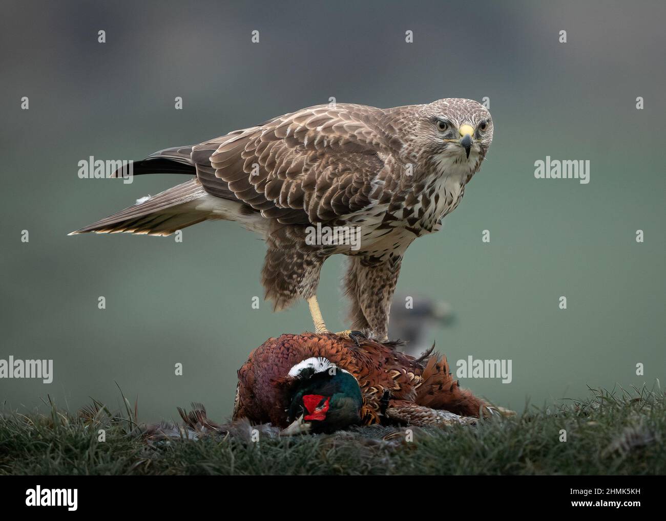 Media drum images hi-res stock photography and images - Alamy