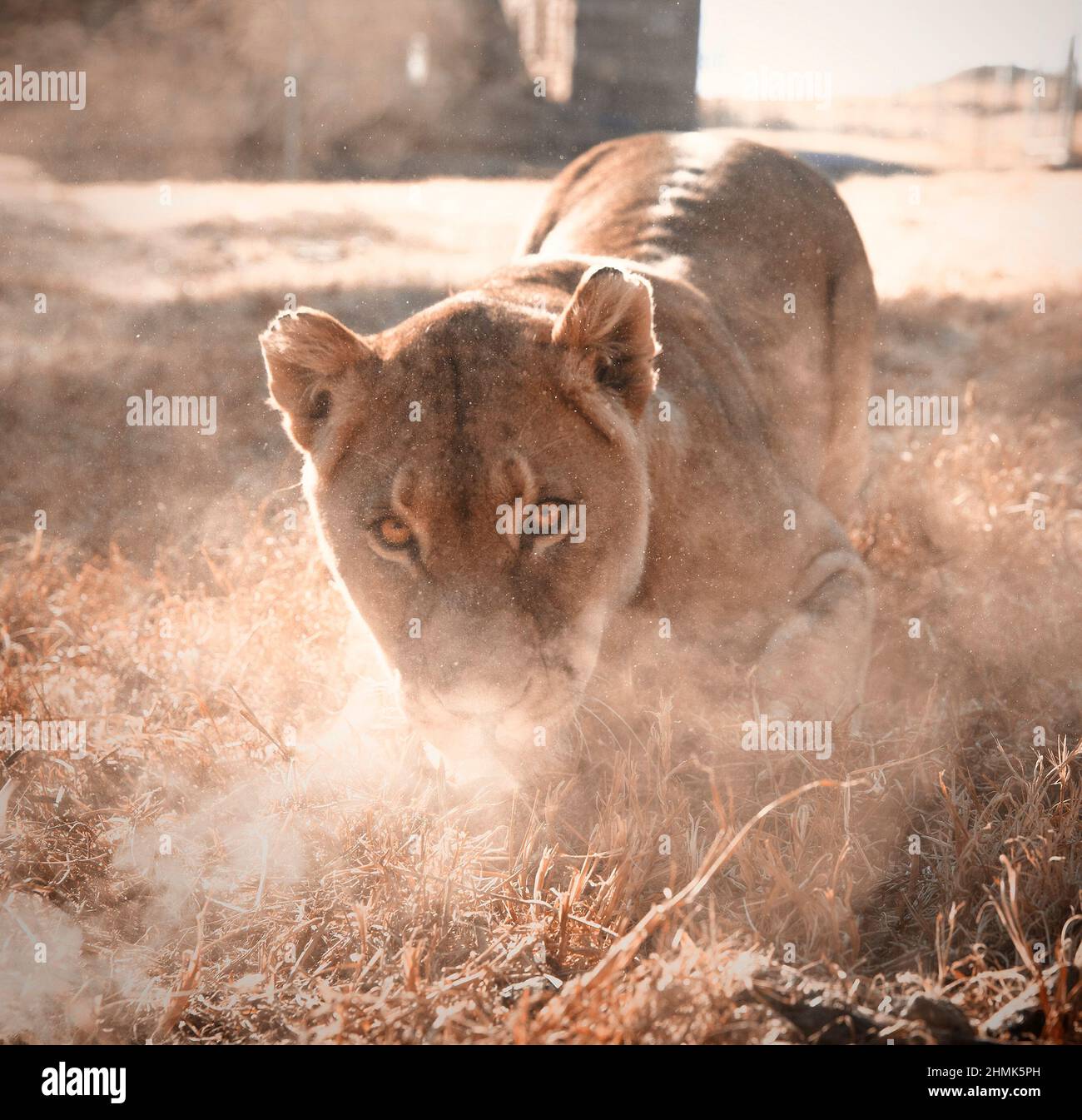 The lioness crouching on the ground, rearing up as if in mock attack ...