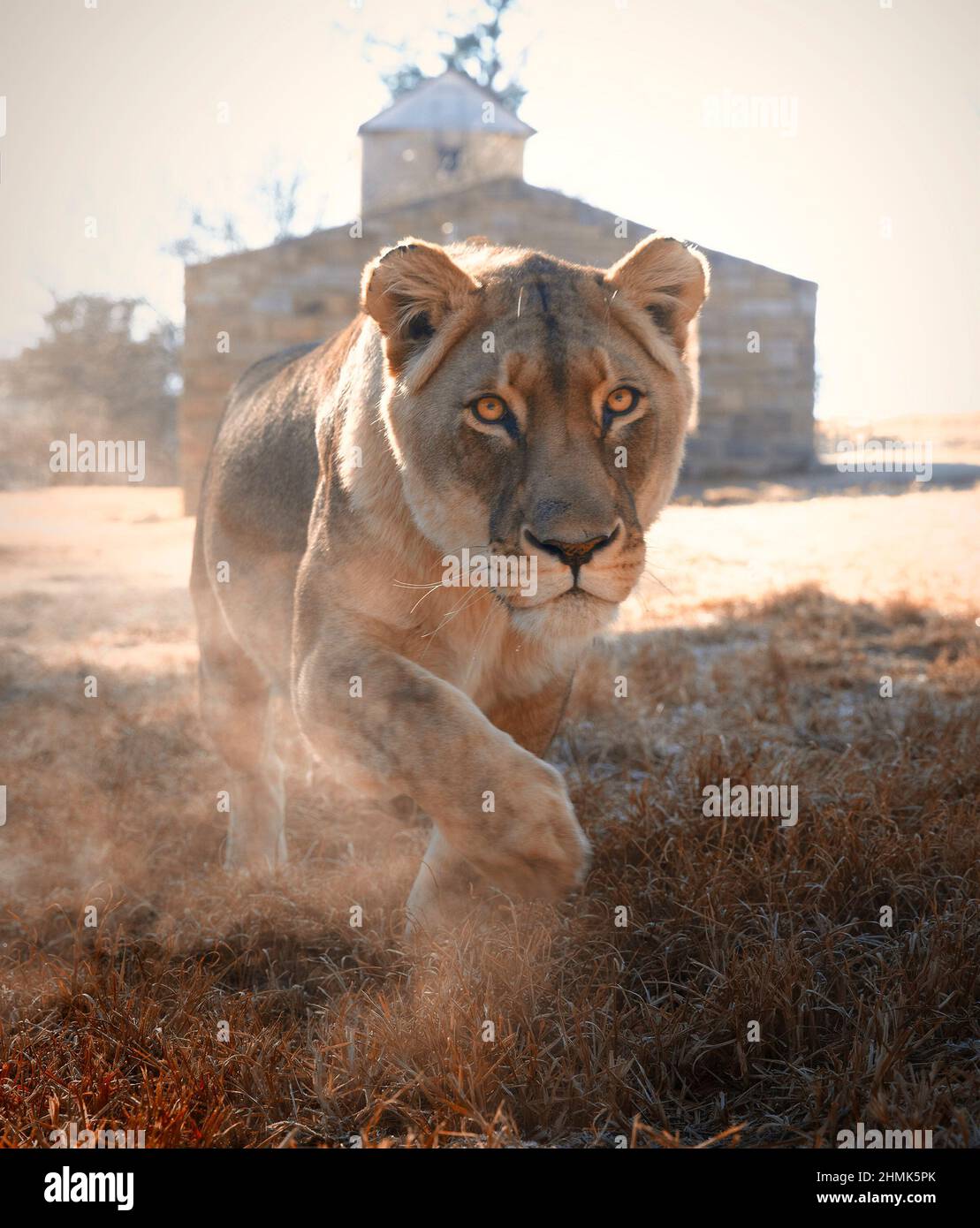 The lioness pawing at the ground, rearing up for an attack. FREE STATE ...