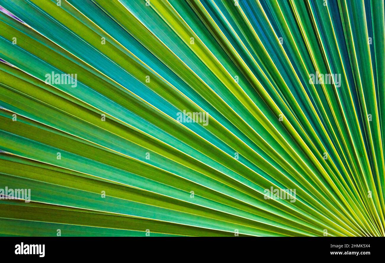 Palm tree leaf texture background Stock Photo - Alamy