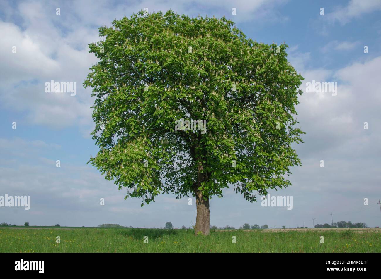 Flat, level terrain, farmland and meadows. A solitary, deciduous tree ...