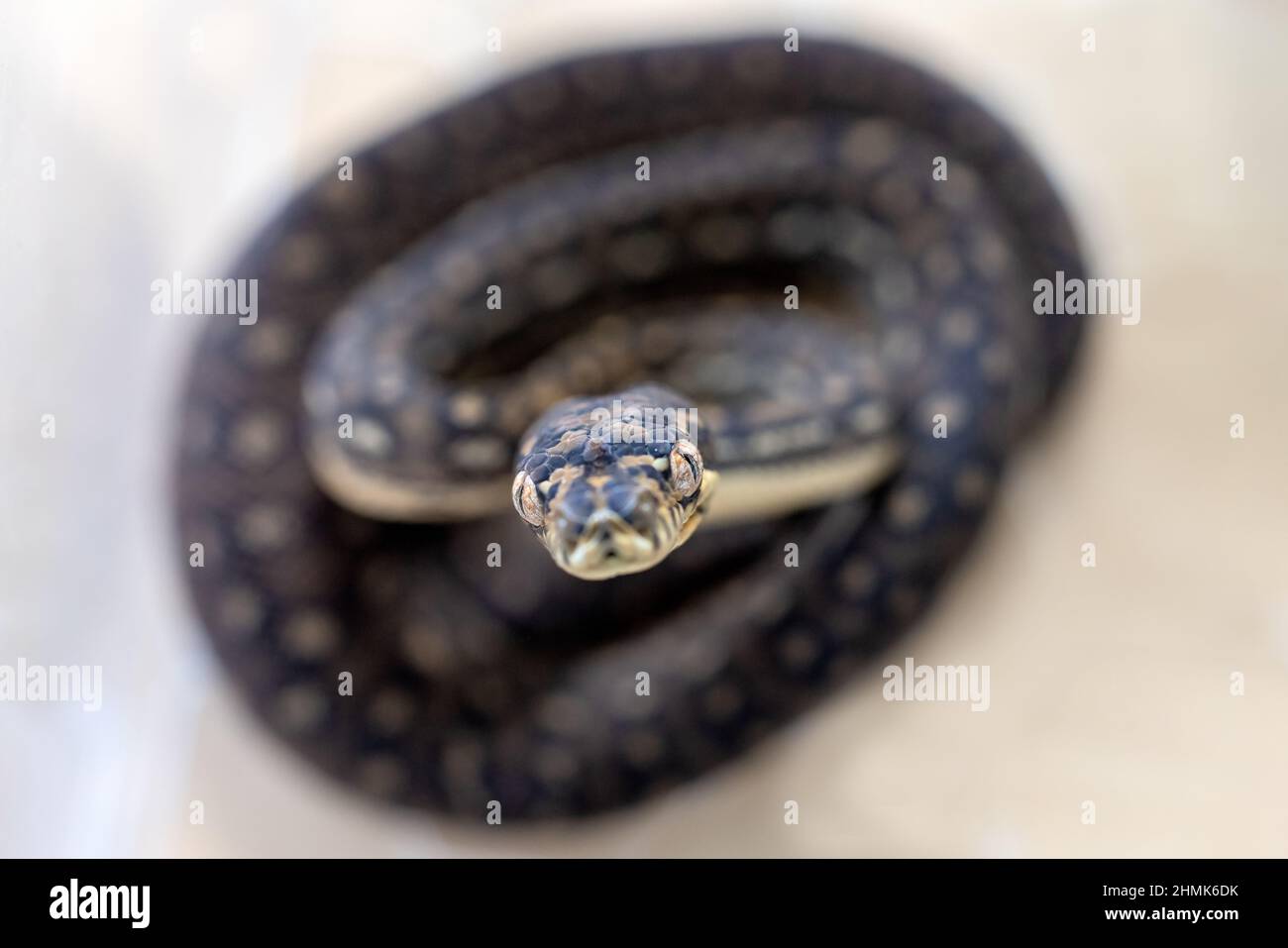Close up of Juvenile Australian Diamond Python Stock Photo - Alamy