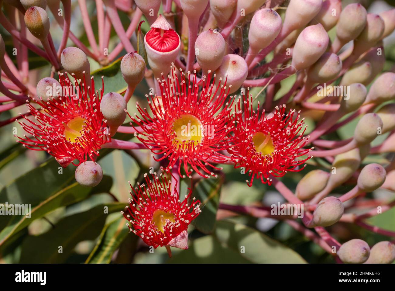 Australian Red Flowering Tree with flowers and buds Stock Photo - Alamy