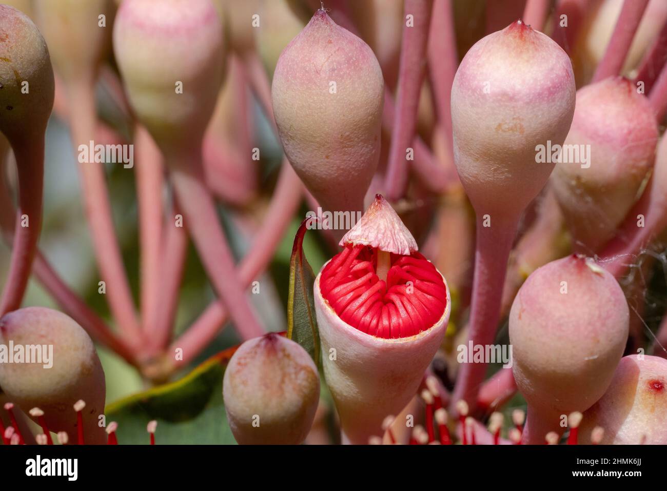 Australian Red Flowering Tree with flowers and buds Stock Photo - Alamy