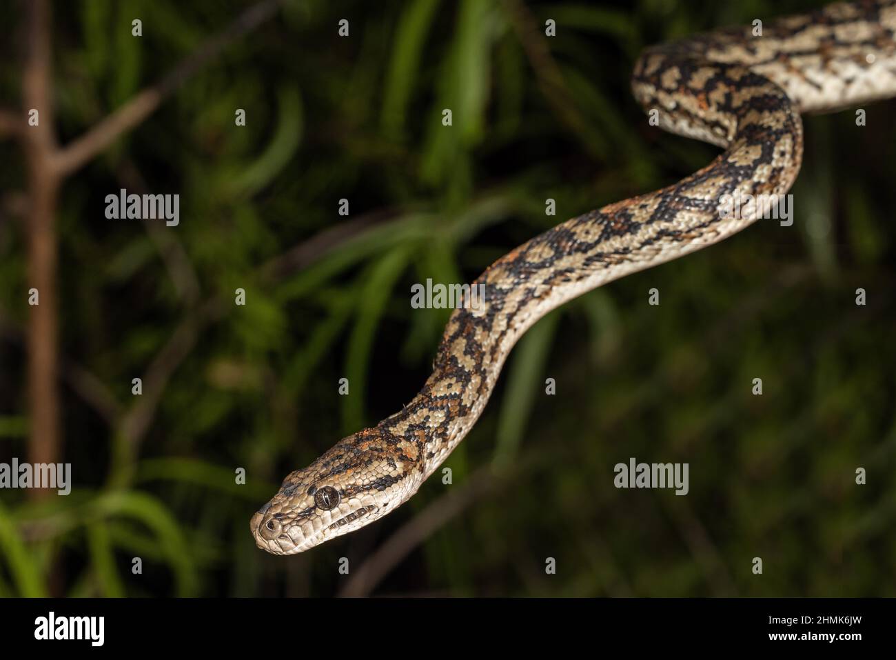 Australian Murray Darling Carpet Python Stock Photo - Alamy