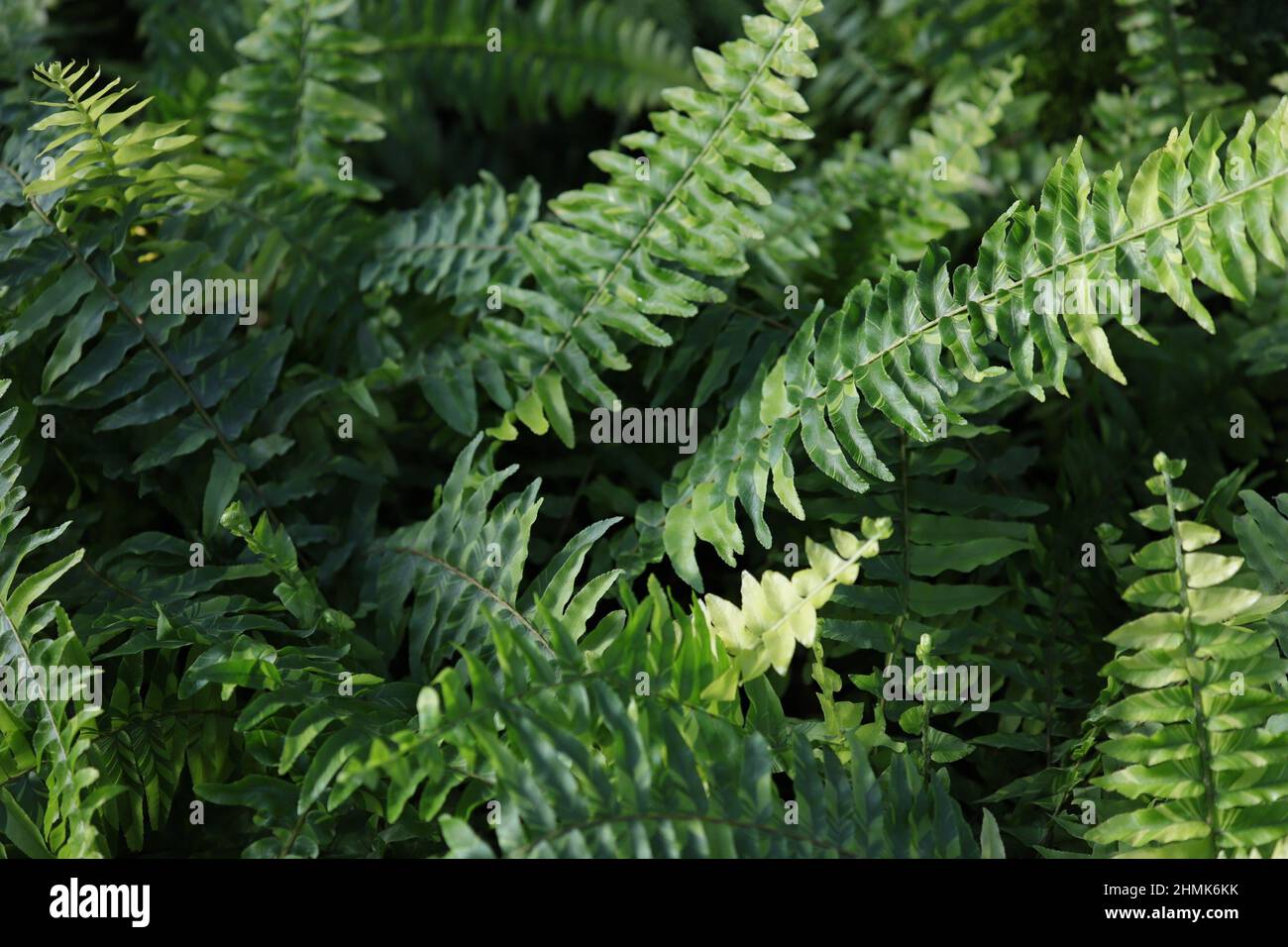 Verdant Fern Leaves and Branches Growing in Forest, Texture and Light ...