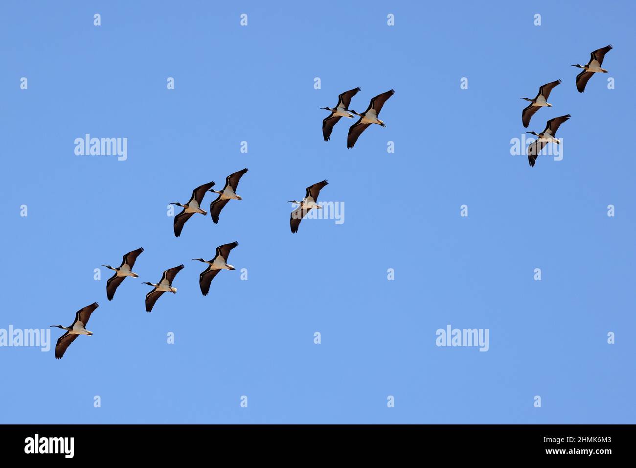 Flock of Straw-necked Ibis in flight Stock Photo - Alamy