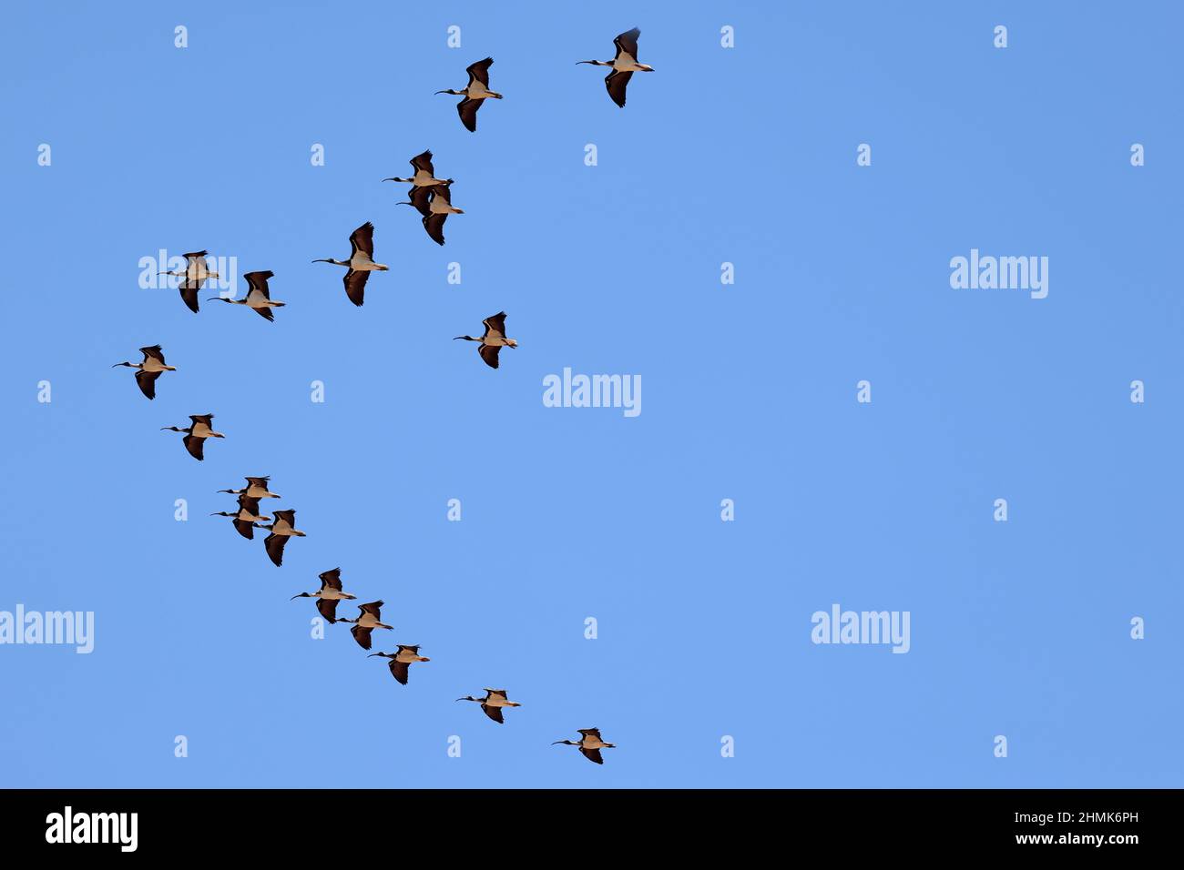 Flock of Australian Straw-necked Ibis in flight Stock Photo - Alamy
