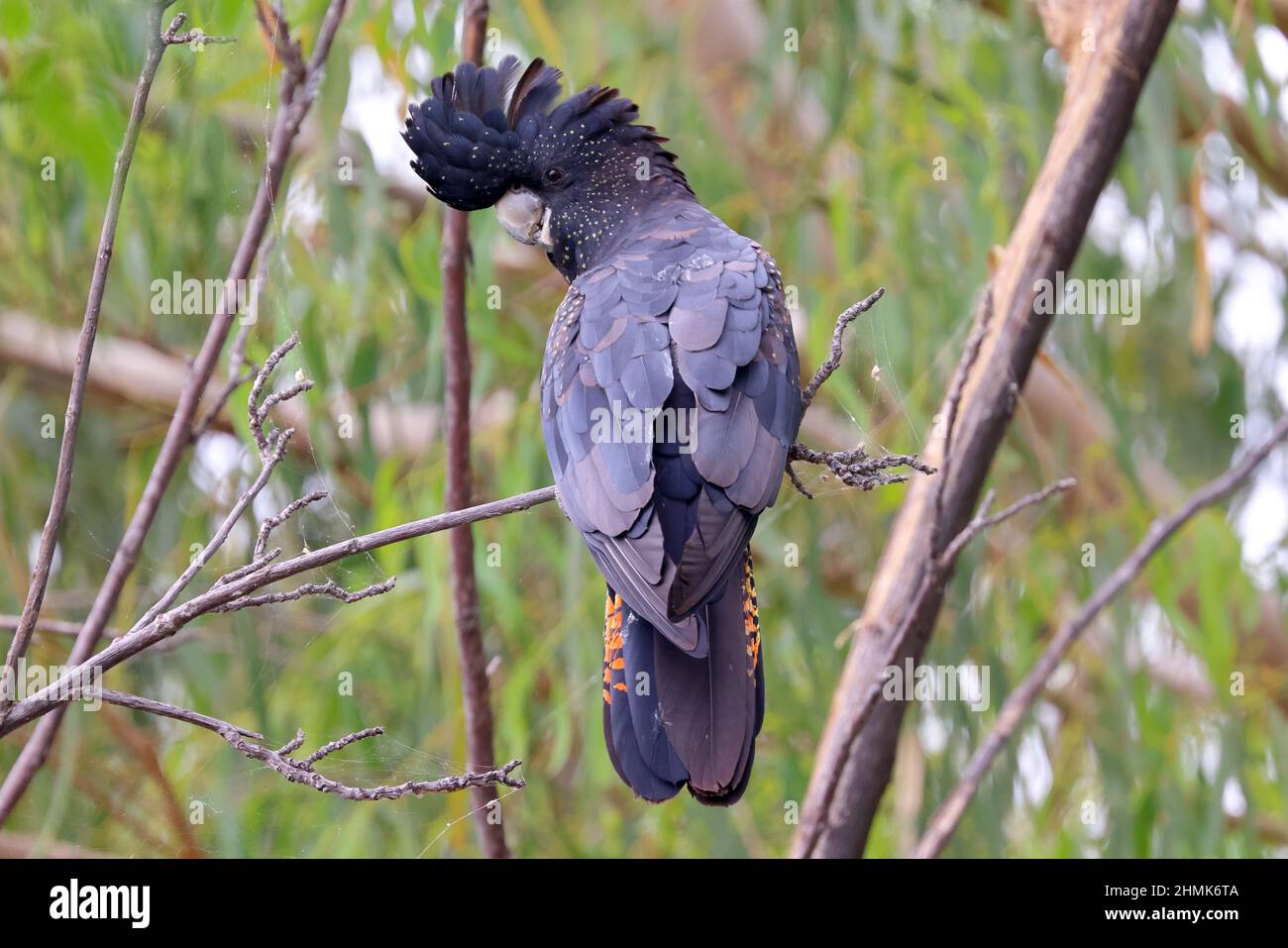 Red tailed black cockatoo hi-res stock photography and images - Alamy