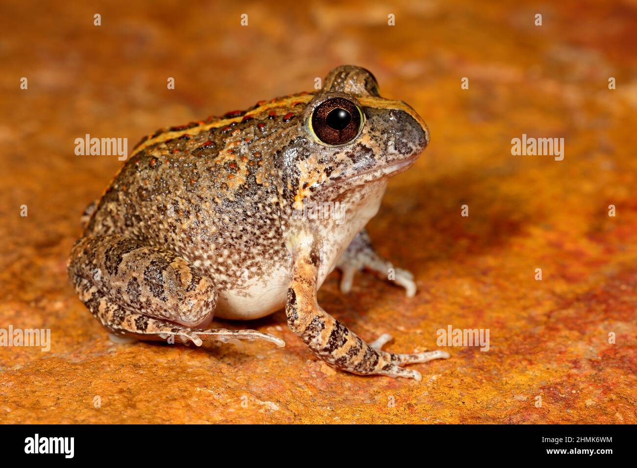 Australian burrowing frog hi-res stock photography and images - Alamy
