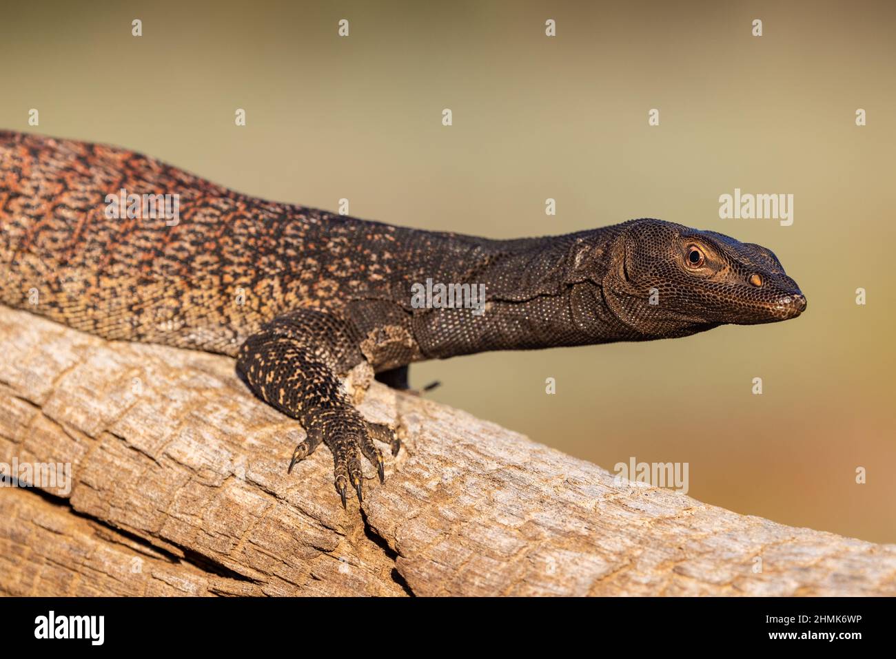 Australian black headed monitor hi-res stock photography and images - Alamy