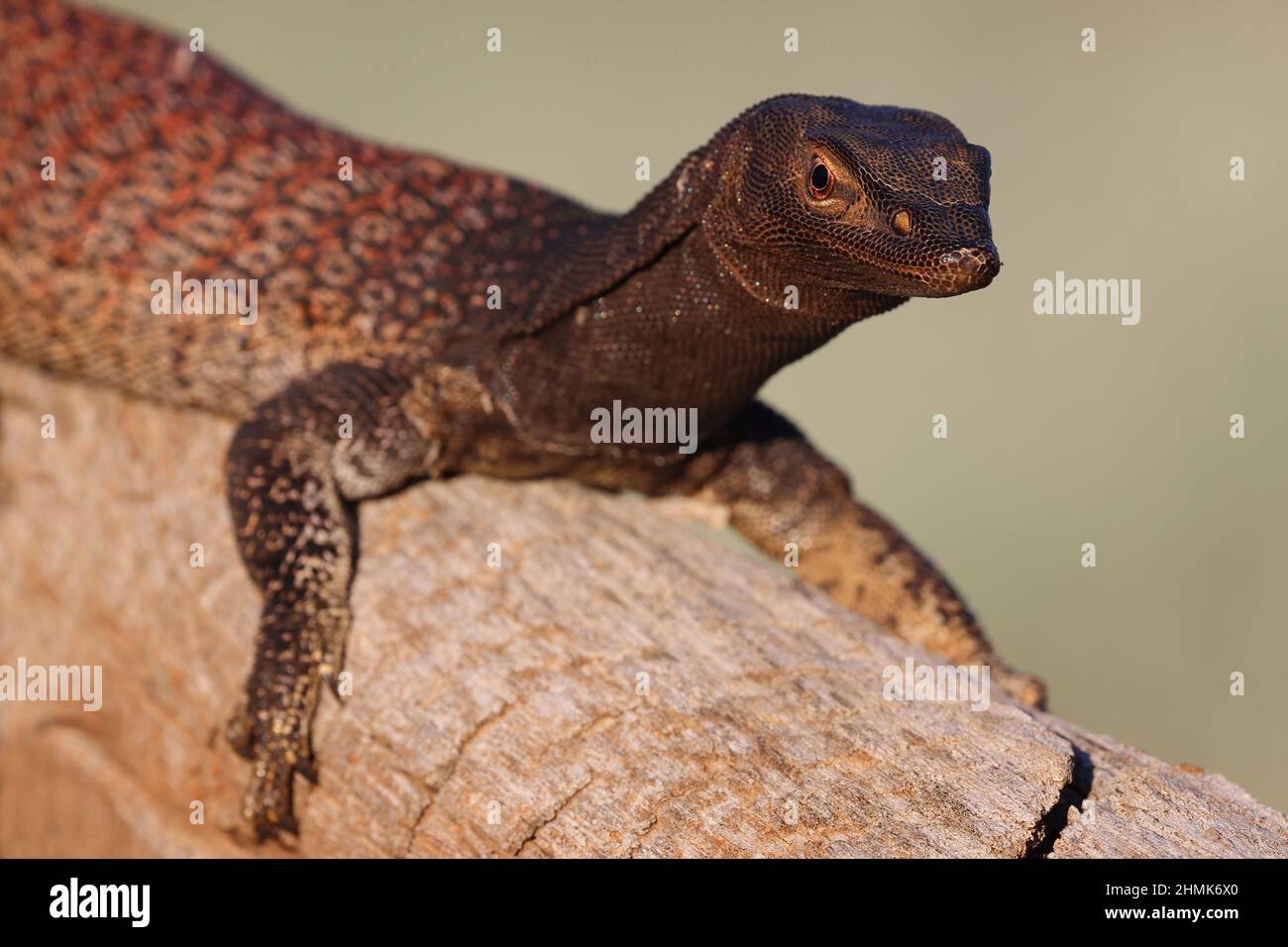 Log monitor hi-res stock photography and images - Alamy