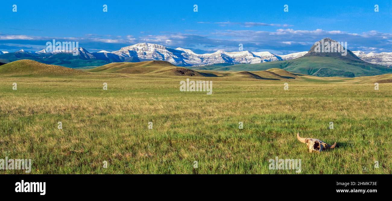 Buffalo skull historical hi-res stock photography and images - Alamy