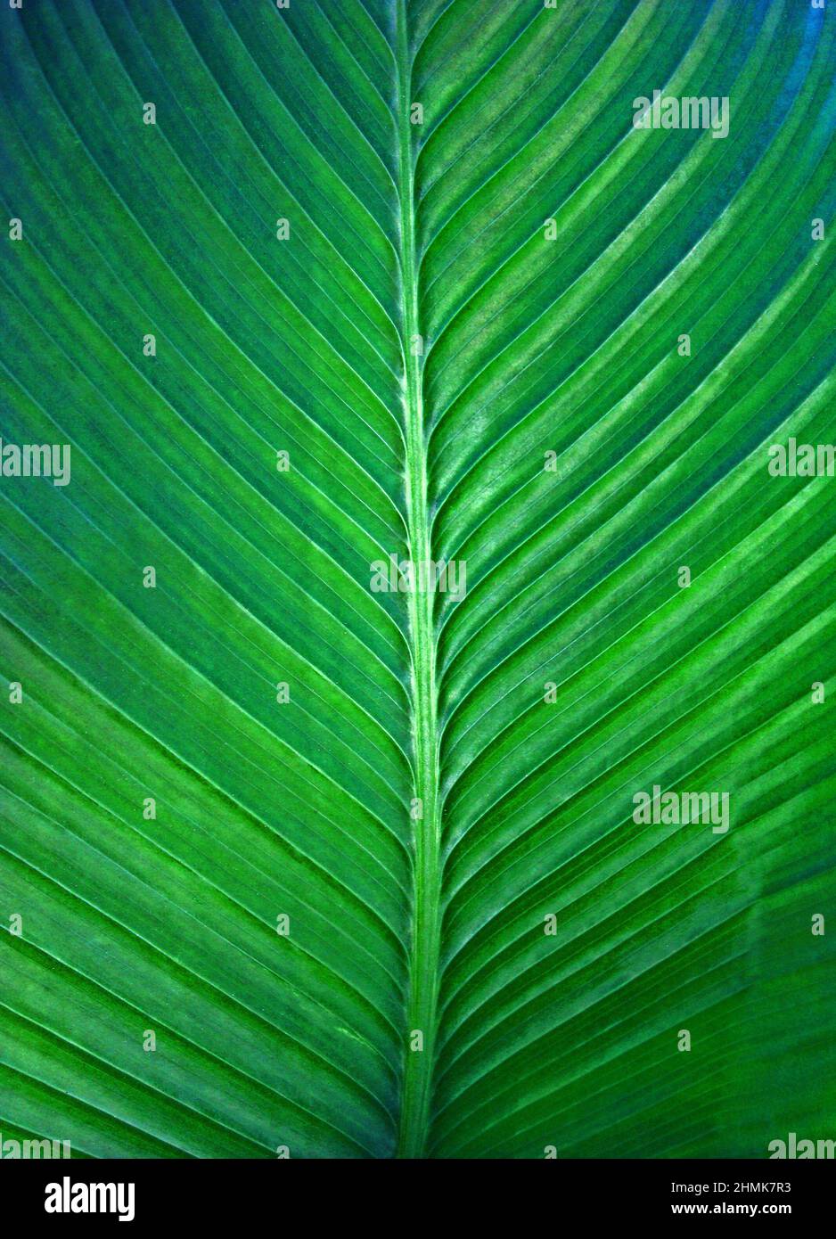 Heliconia leaf hi-res stock photography and images - Alamy