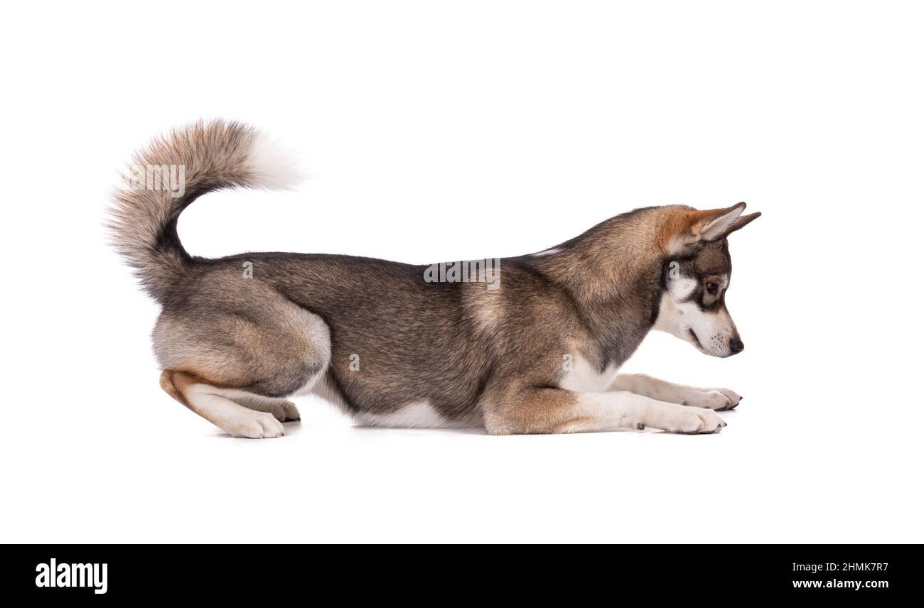 Portrait of a 6 month old Siberian Husky lying on a white background ...