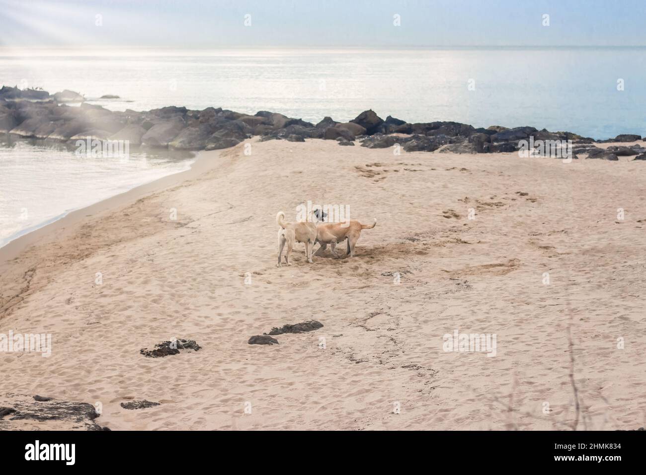 Two dogs playing on the beach, dog digging sad. Happily playing ...