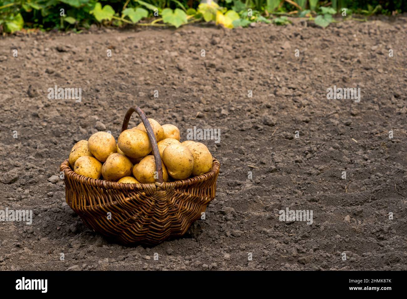 Harvested potatoes in a basket on the background of plowed land and a ...