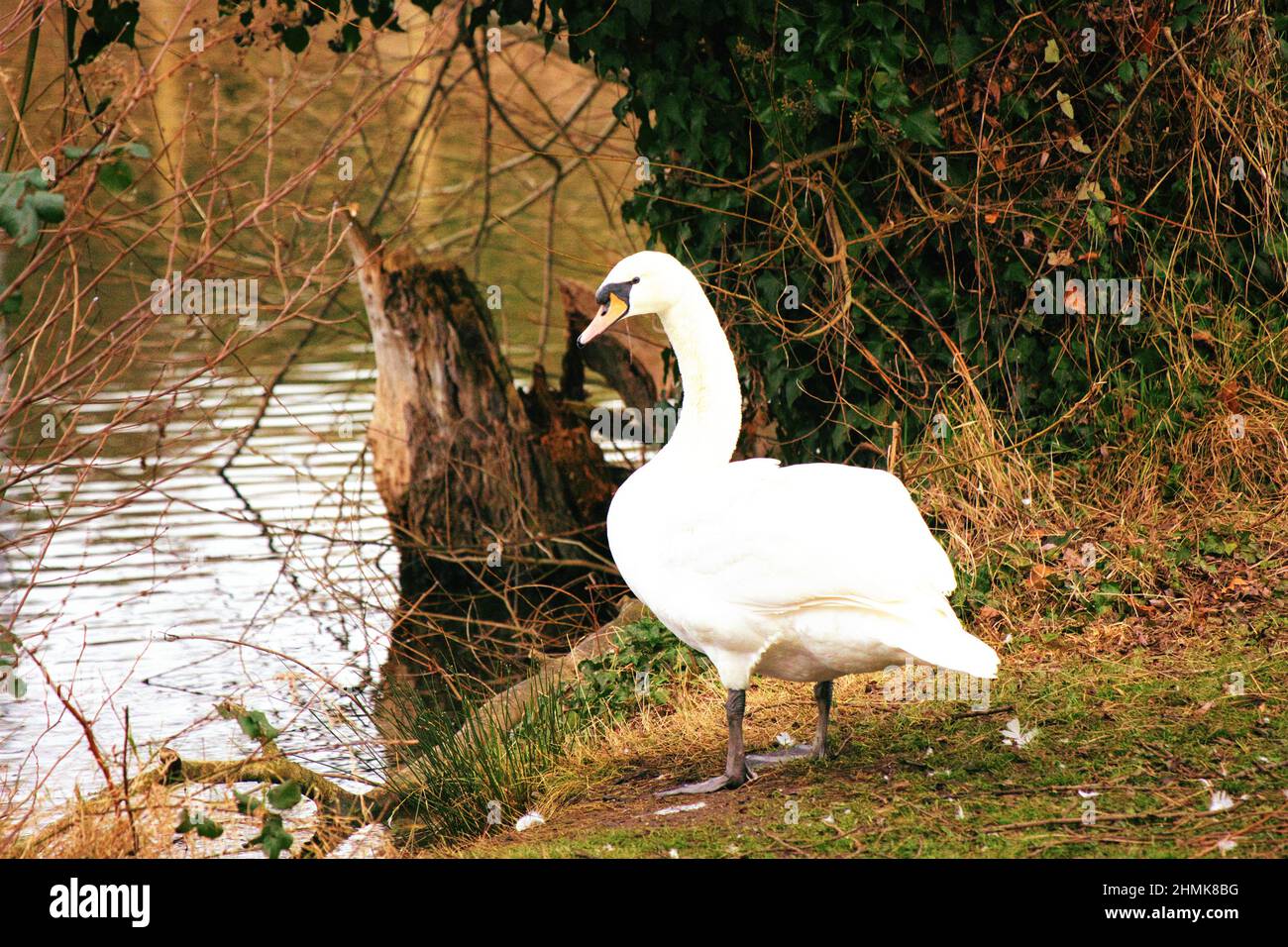 Swan On Bank Stock Photo - Alamy