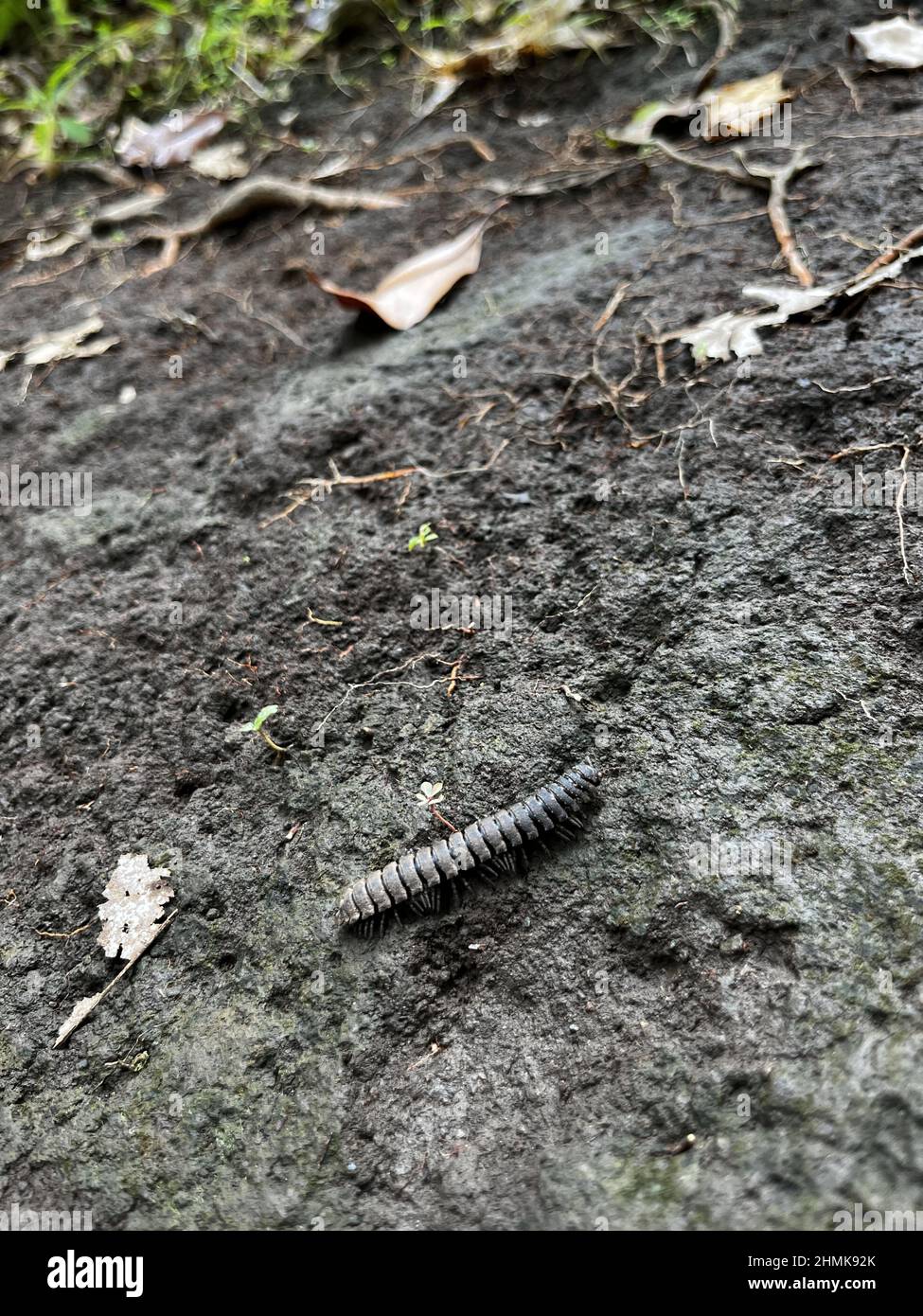 Vertical shot of a Millepede crawling on a muddy ground Stock Photo - Alamy