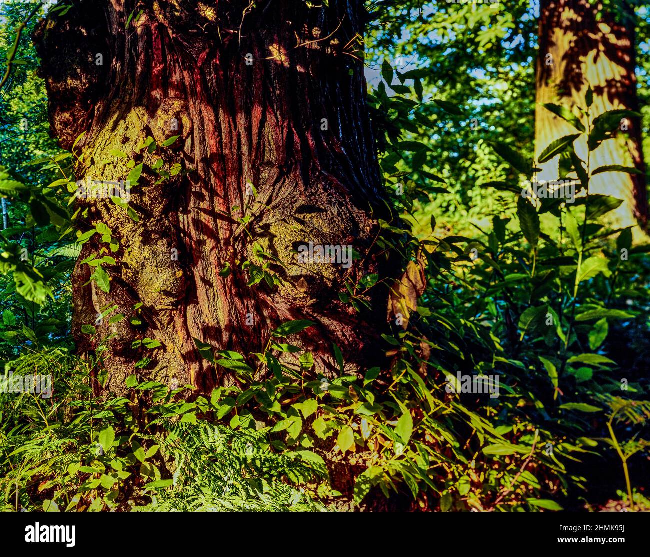 Patterns and textures in nature, intimate landscape of tree patterns ...