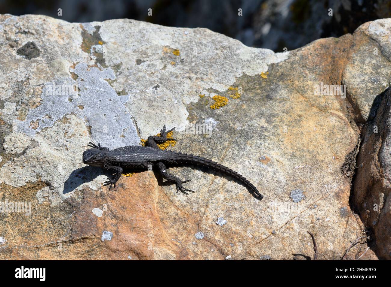 Black girdled lizard looking up from a rock at the Cape of Good Hope ...