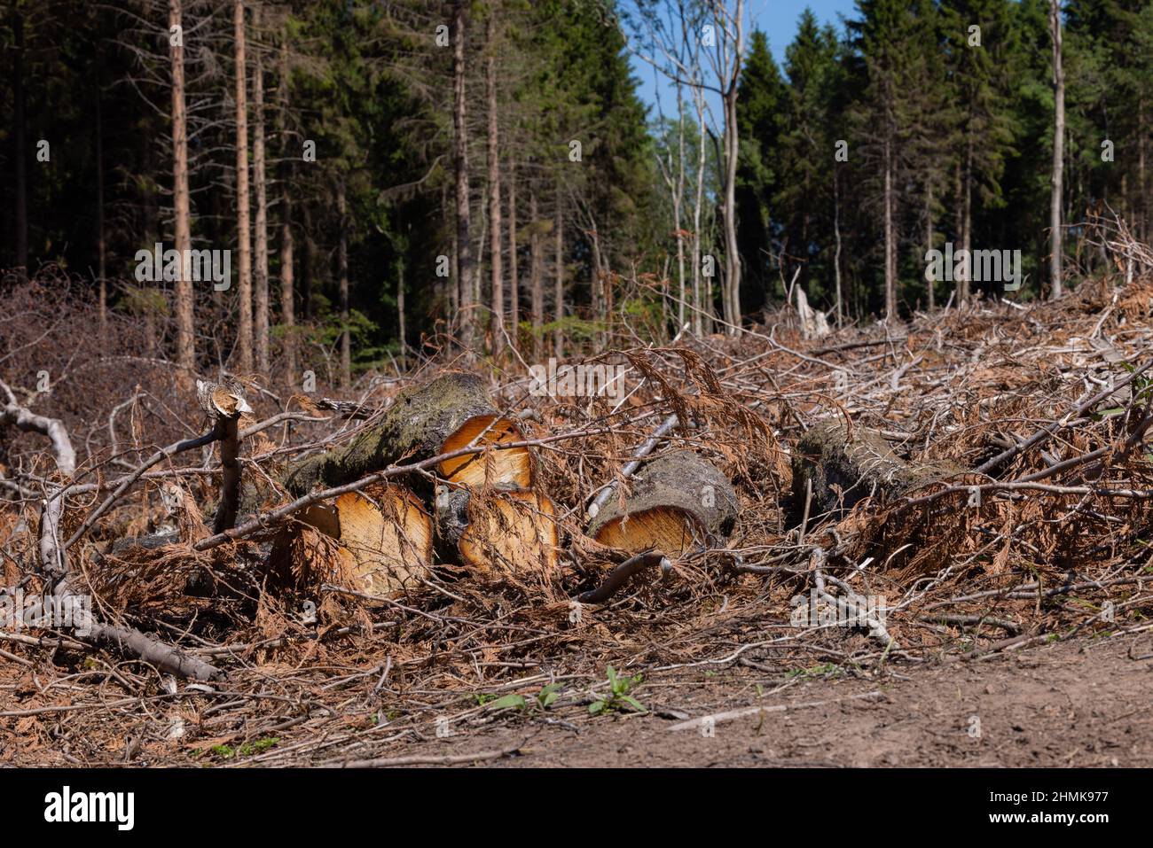 Chopped trees and branches lie on the ground Stock Photo - Alamy