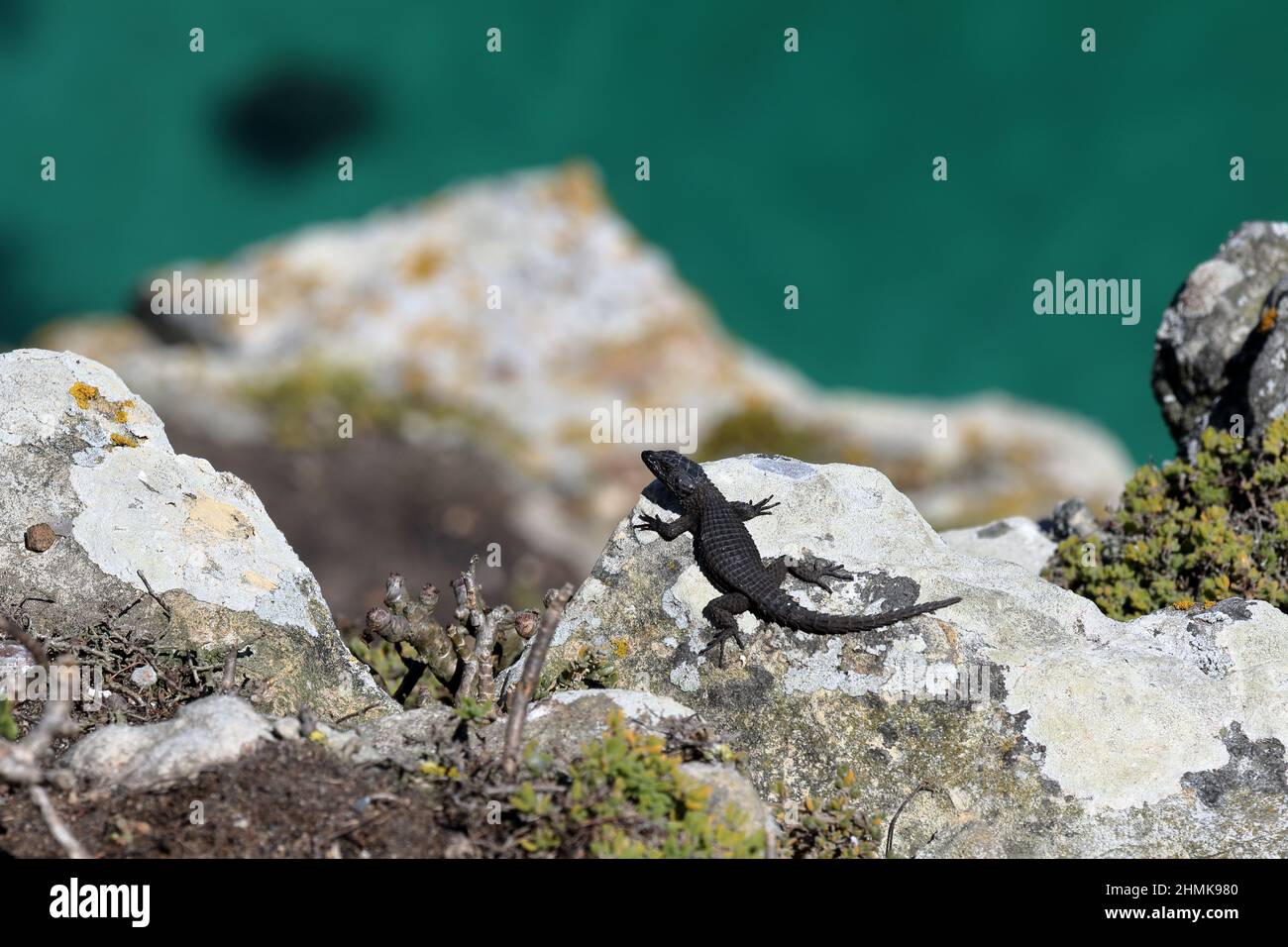 Shallow focus of a black girdled lizard walking on a rock at the Cape ...