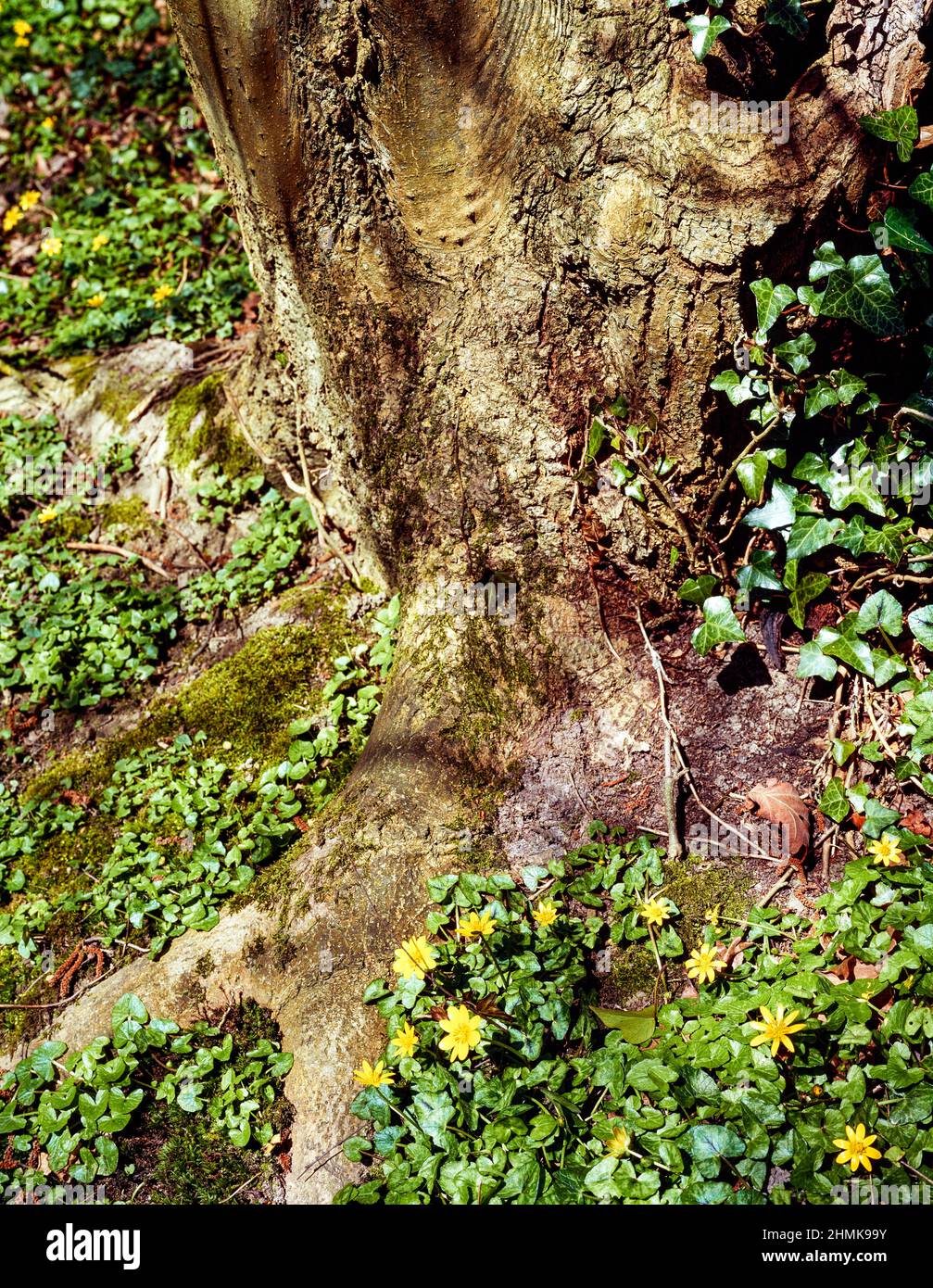 Patterns and textures in nature, intimate landscape of tree patterns ...
