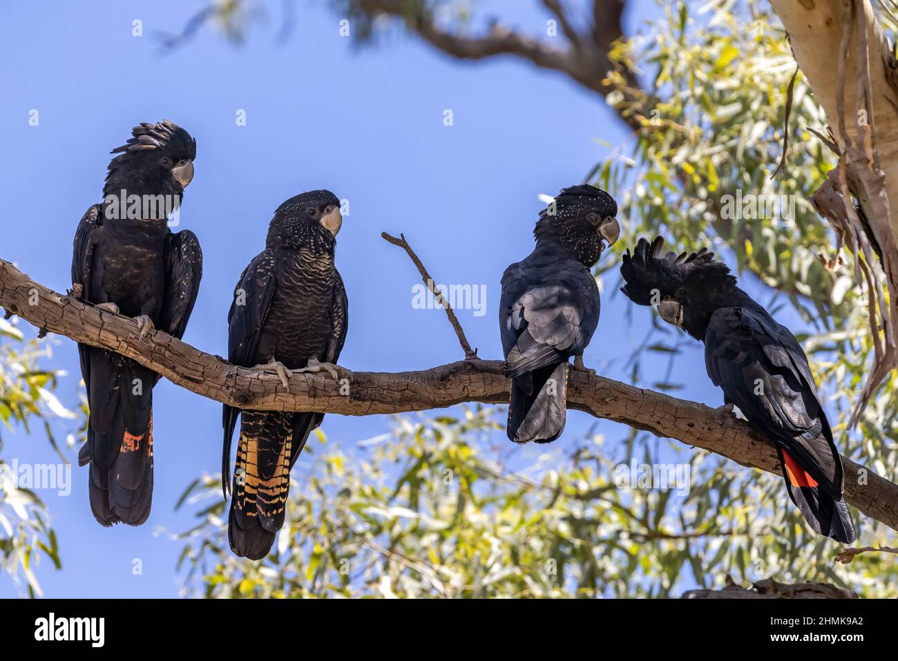 Australian Red-tailed Black Cockatoo's perched in Tree Stock Photo - Alamy