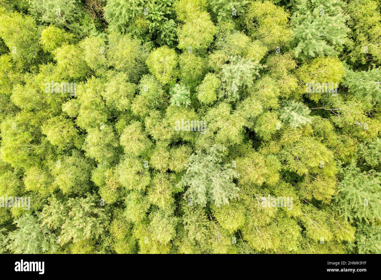 Top down aerial view of green summer forest with canopies of many fresh ...