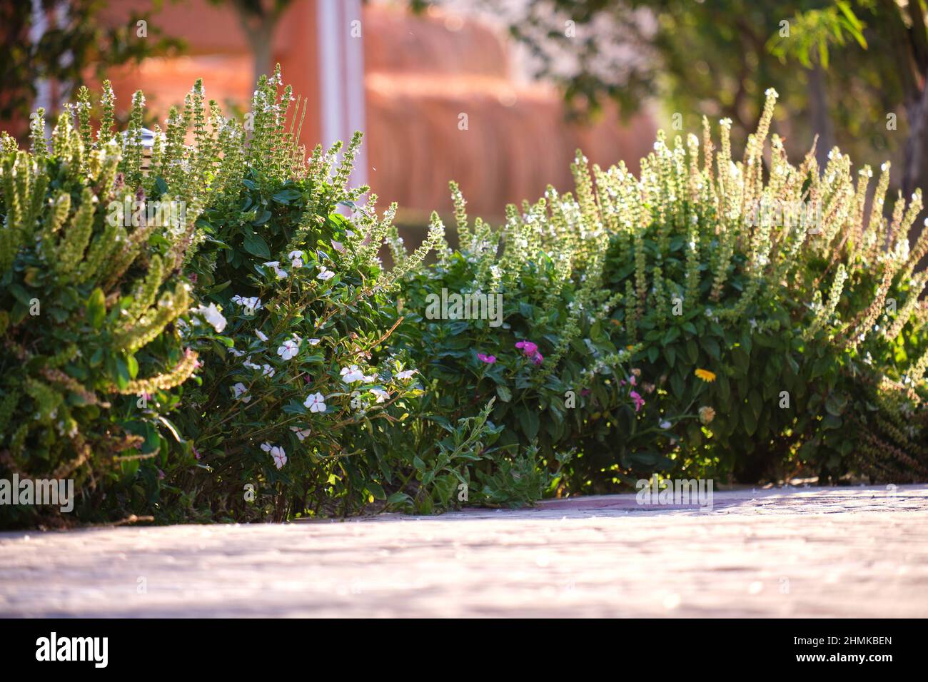 Green shrubs with bright blooming flowers growing in tropical park ...