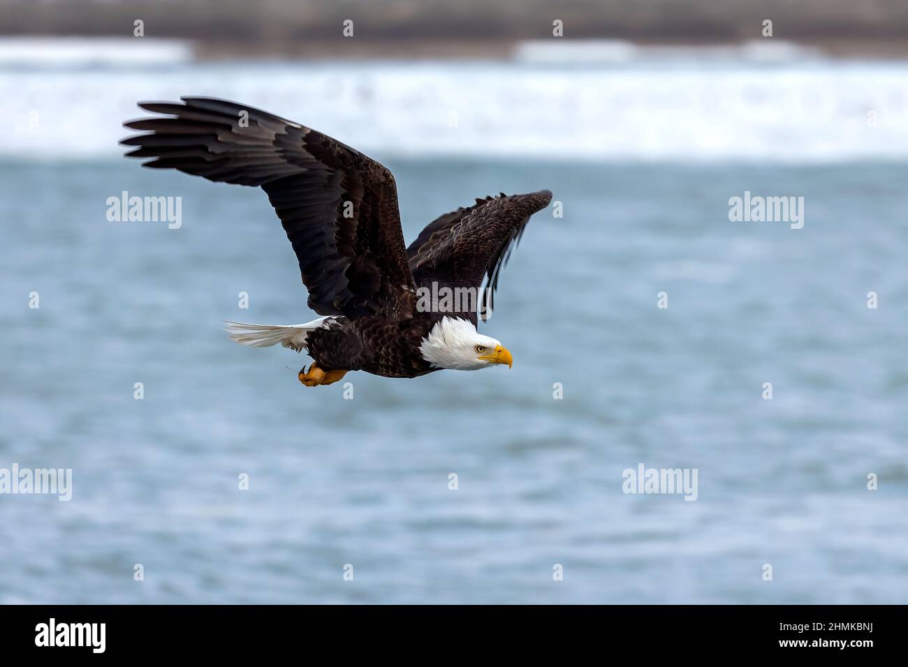 The Bald eagle in flight Stock Photo - Alamy