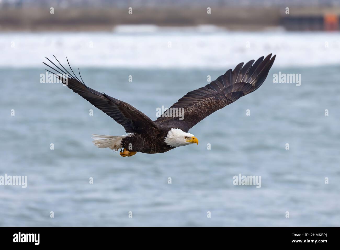 The Bald eagle in flight Stock Photo - Alamy