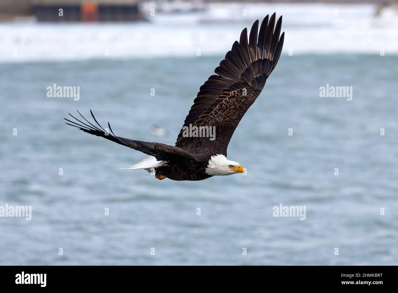 The Bald eagle in flight Stock Photo - Alamy
