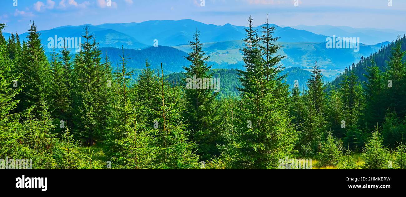 Enjoy the scenic mountain panorama with tall conifer forest on the ...