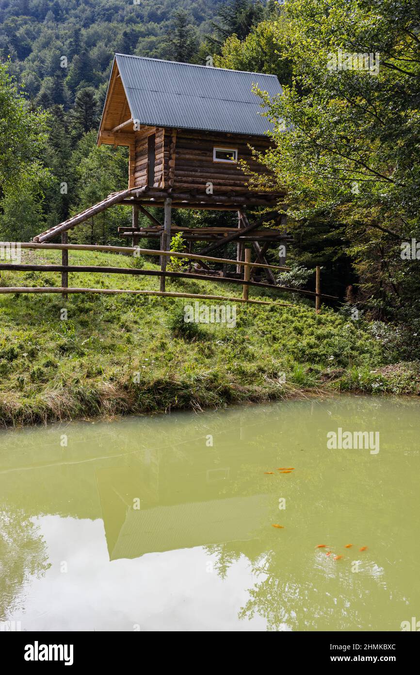 Koi fish in a forest pond near wooden house in Carpathian mountains ...