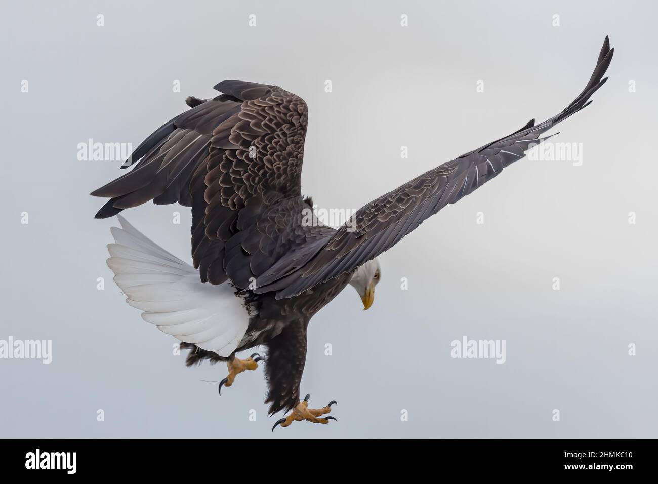 The Bald eagle in flight Stock Photo - Alamy