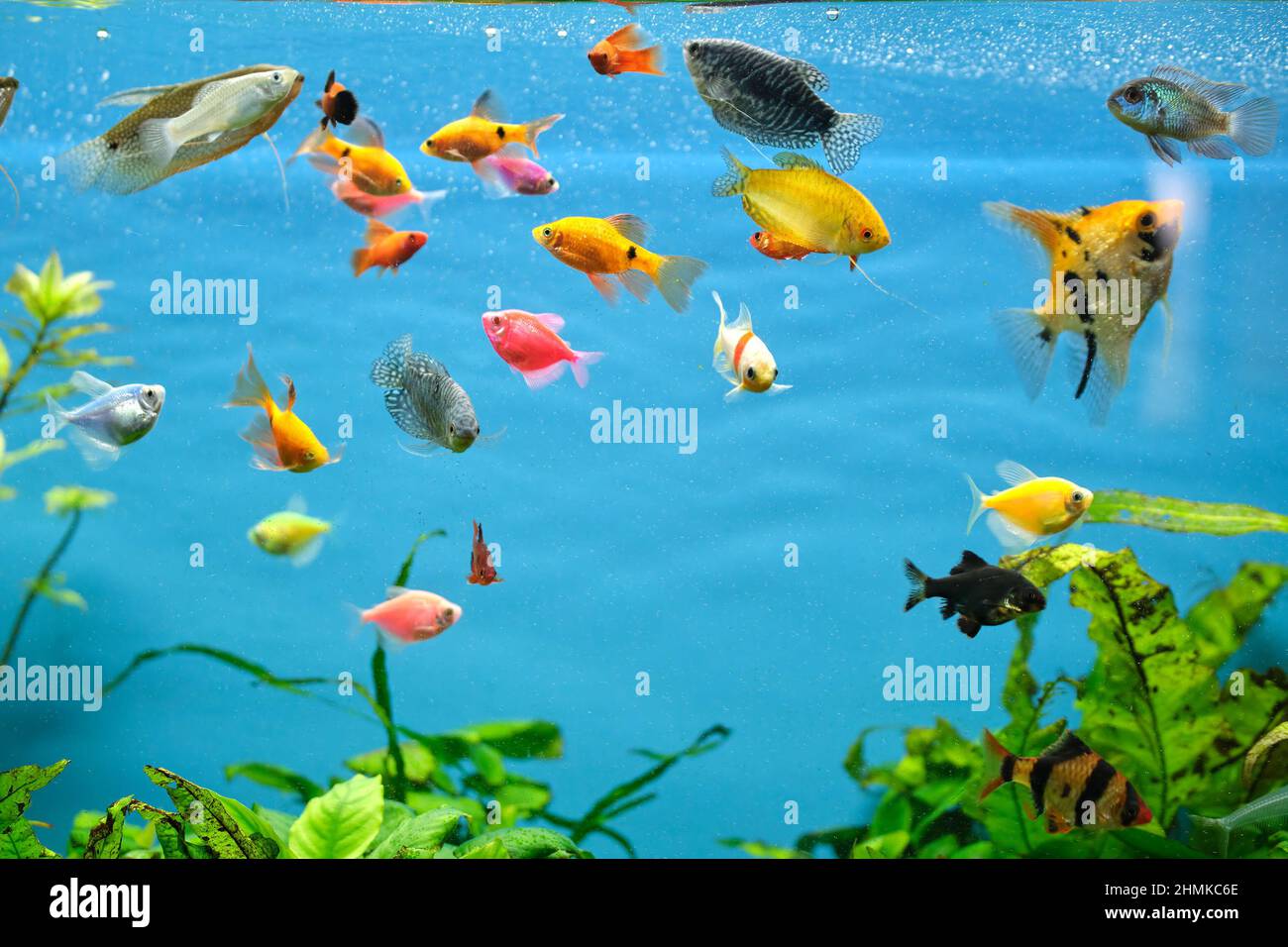 Colorful exotic fish swimming in deep blue water aquarium with green ...