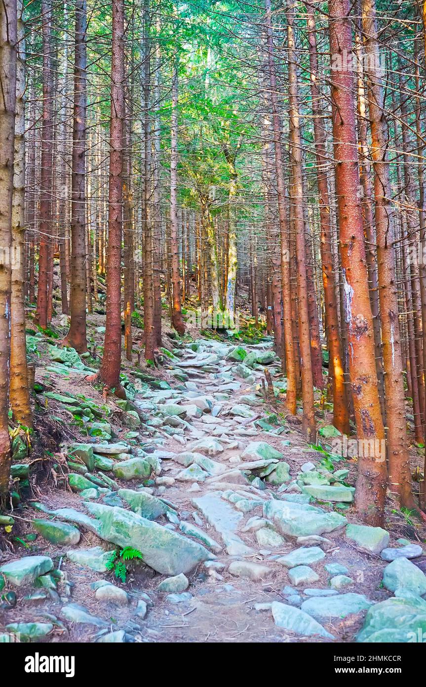 The narrow rocky path in the shady larch forest, located on the ...