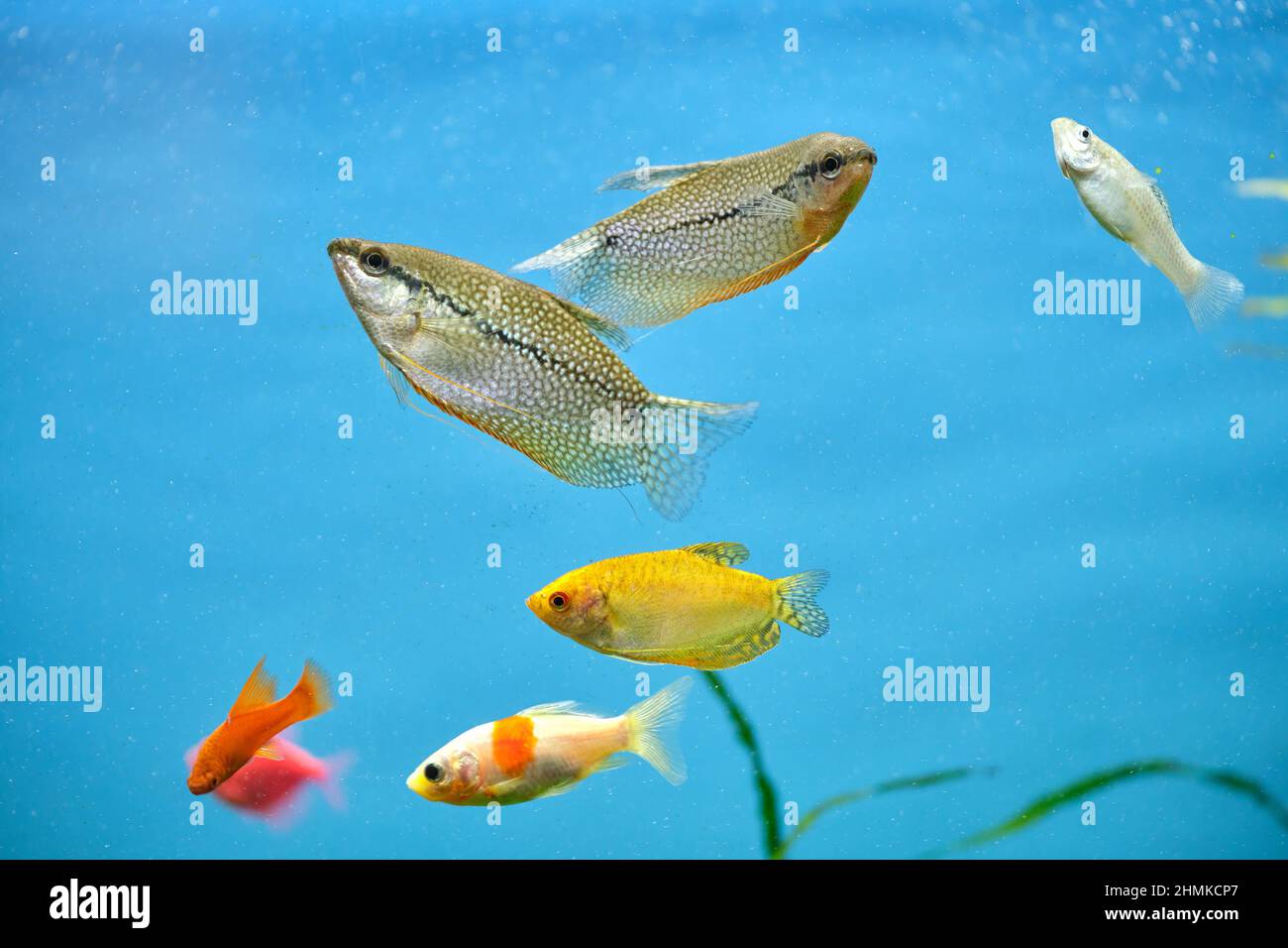 Colorful exotic fish swimming in deep blue water aquarium with green ...