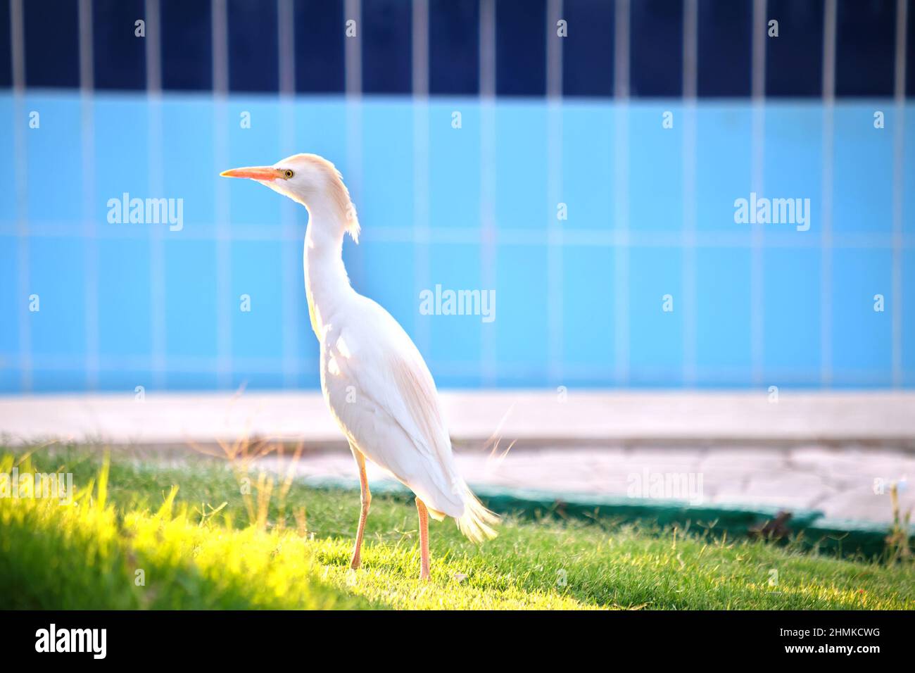 White cattle egret wild bird, also known as Bubulcus ibis walking on ...