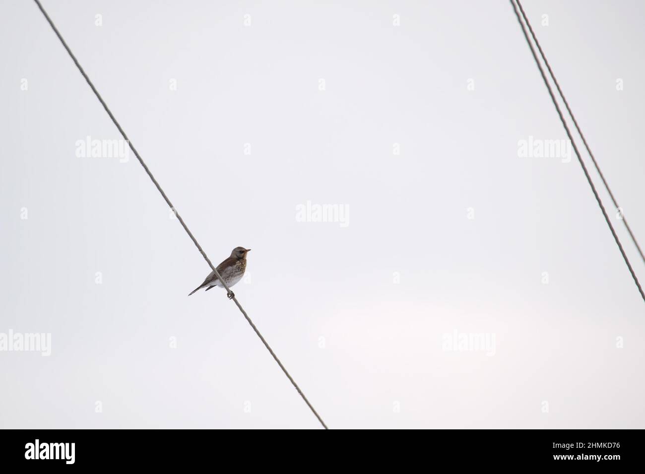 One small wild bird perching lonely on electrical power line wire Stock ...