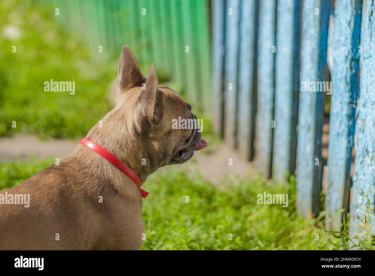Curious Brown french bulldog hunting, Cute french bulldog playing and ...