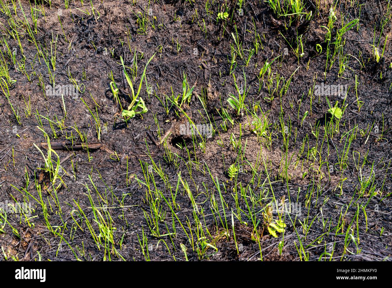 Rodent burrows exposed after recently burned vegetation, insects and ...