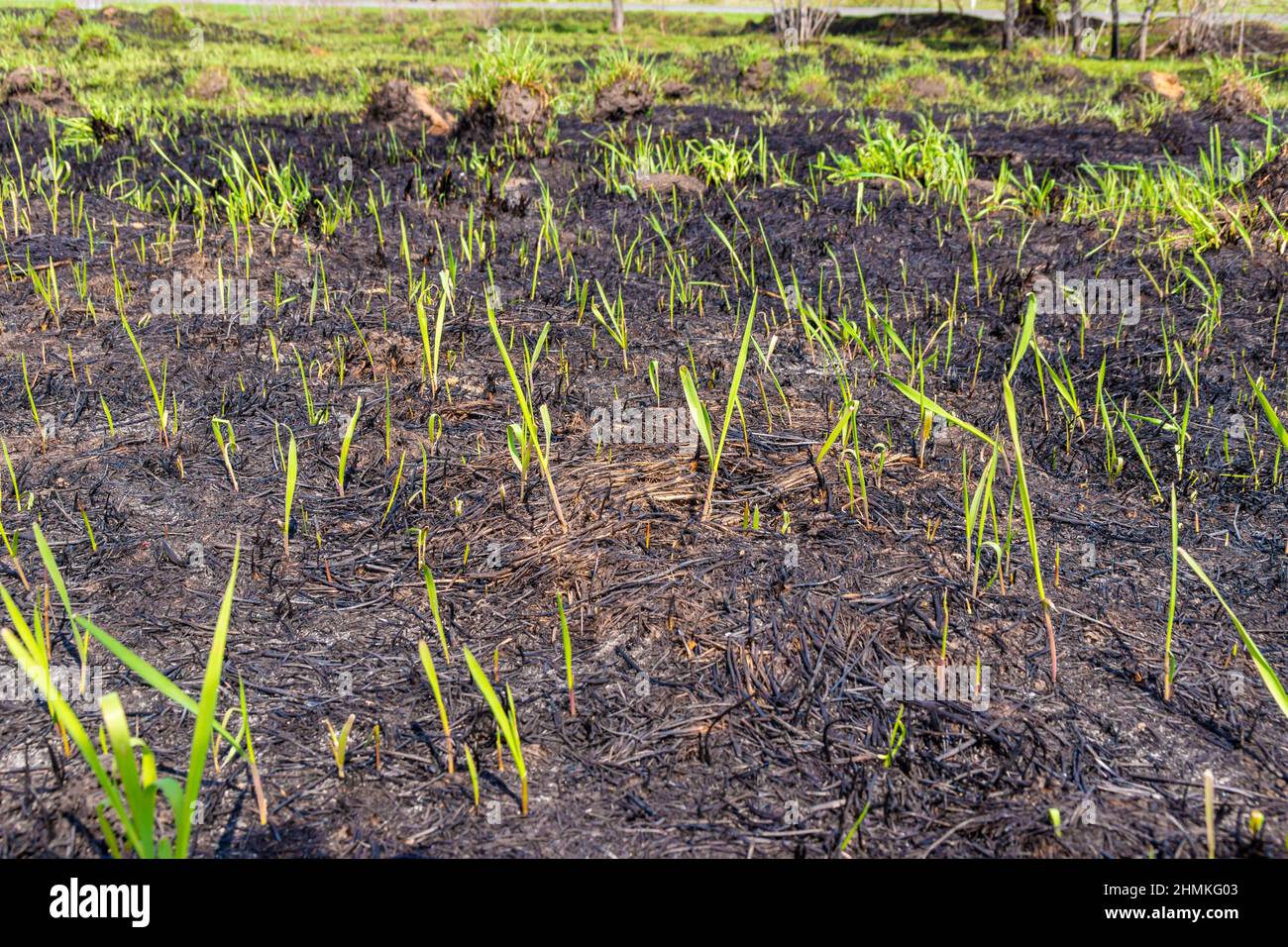 after the fire, vegetation is restored creating a favorable environment ...